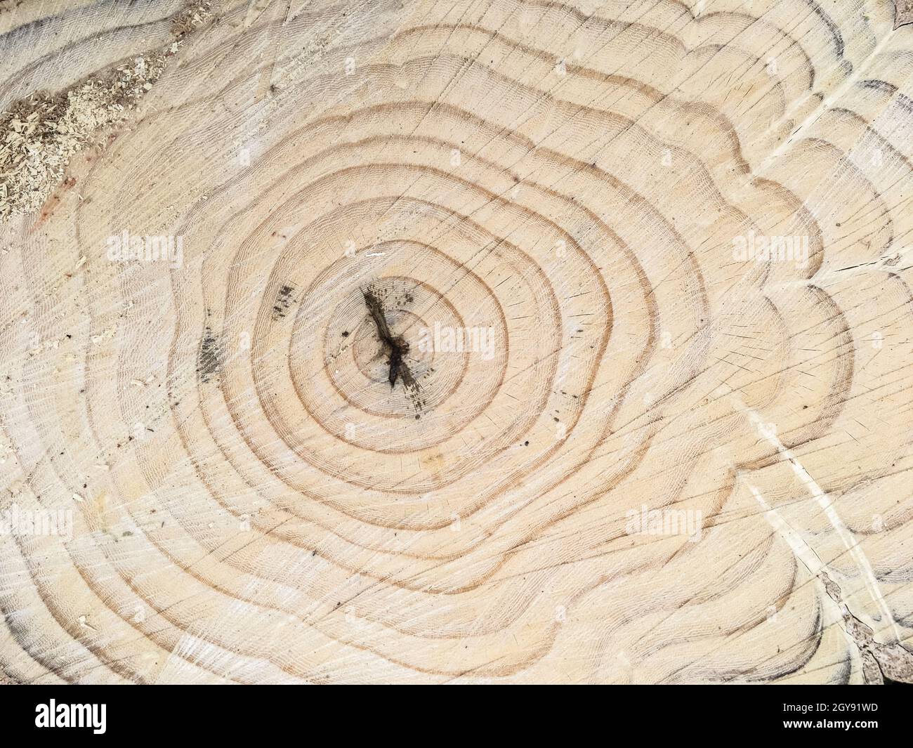 Wood texture of cut tree trunk. Close-up. Detailed natural light tan of ...