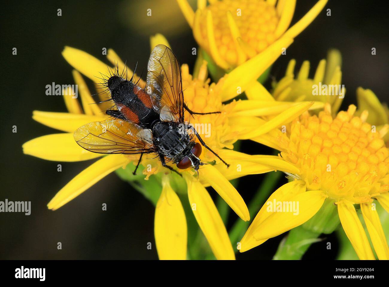 Raupenfliege, Eriothrix rufomaculata, auf Greiskrautblüte Stock Photo ...