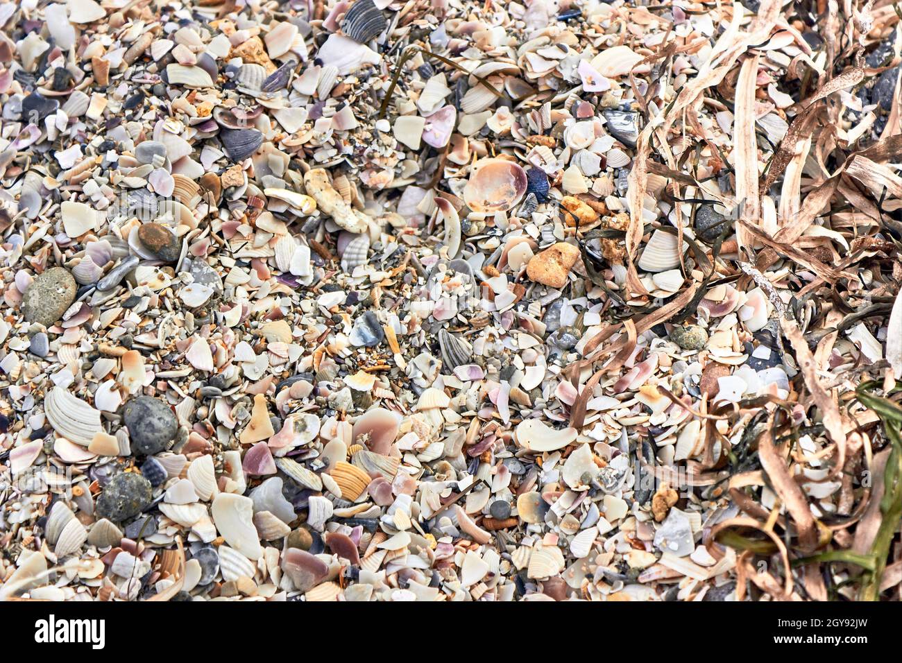 Beach Sea Shells. Sea beach sand shells texture, close up. Sand from a ...