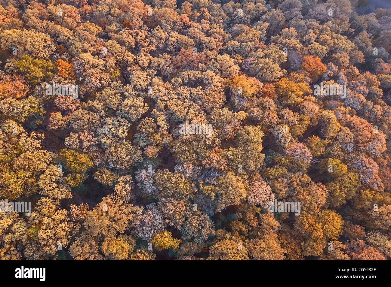 Autumn forest aerial view. Top View fall foliage Stock Photo - Alamy