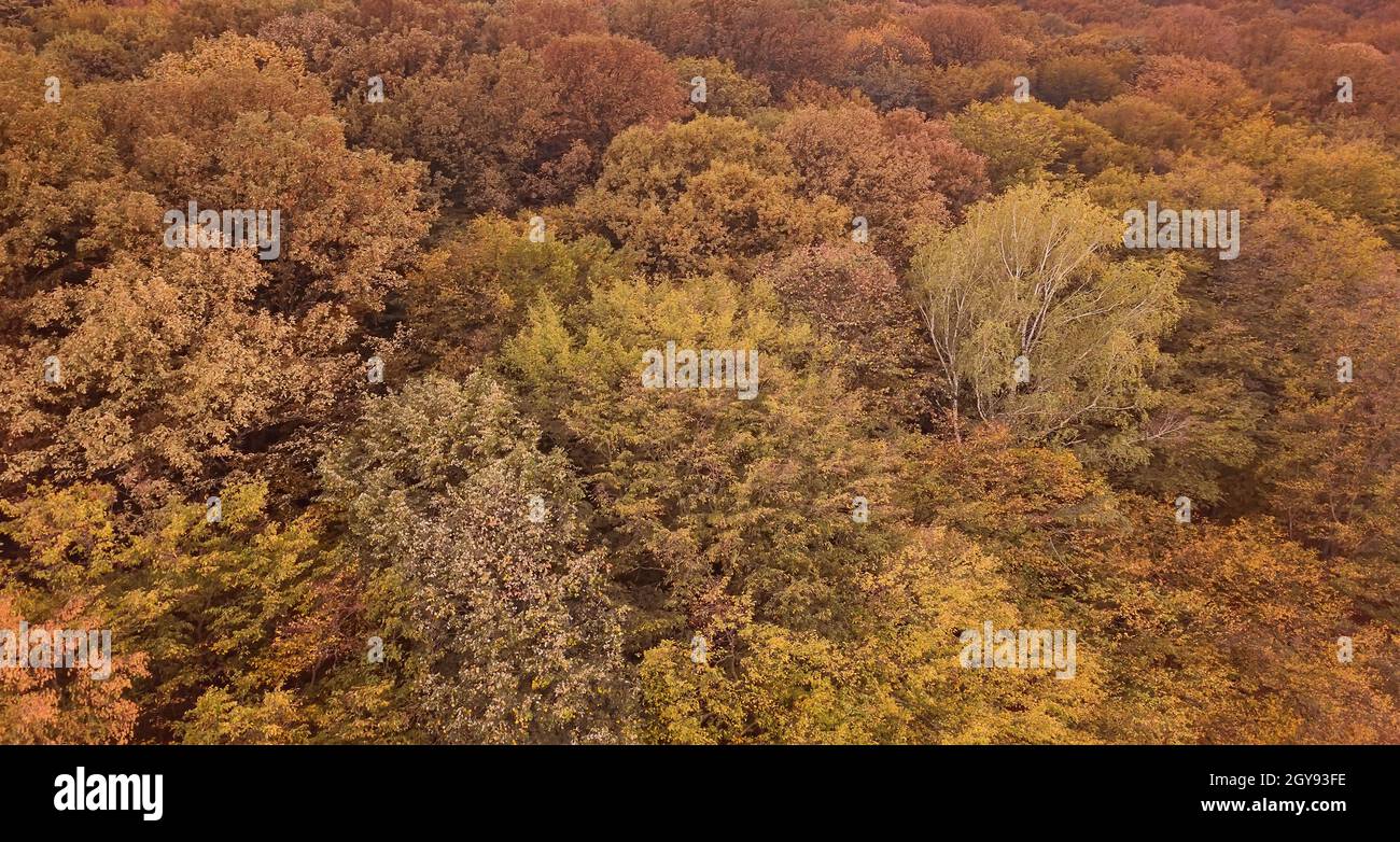 Autumn forest aerial view. Top View fall foliage Stock Photo - Alamy