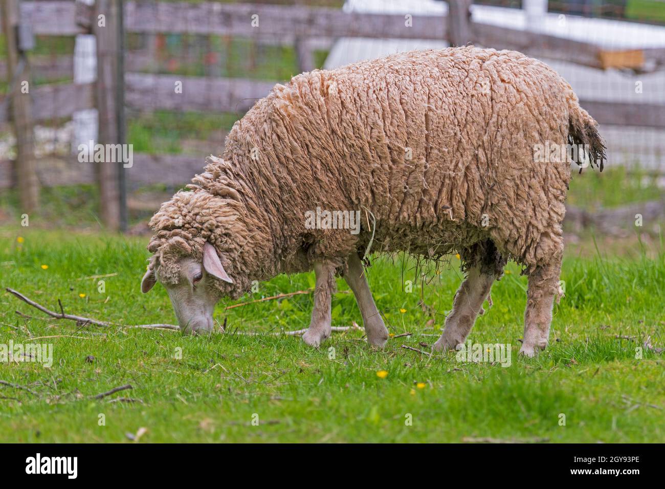 Domestic Sheep Ready to be Sheared in Ohio Stock Photo - Alamy