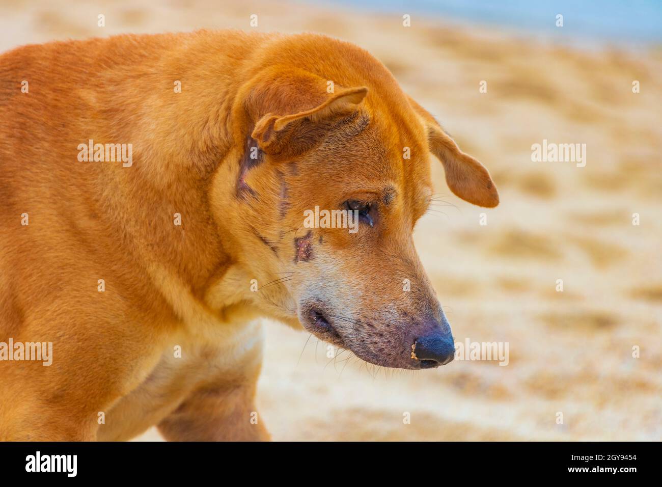 Sad and hungry stray street dog on the beach on Koh Samui in Thailand ...