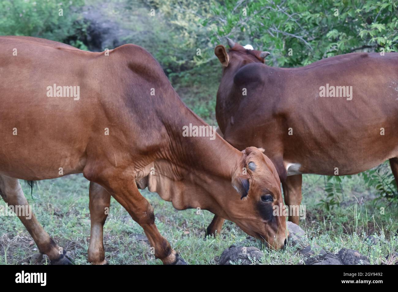 Cattle, Gir cow, Holi cow, The Gir or Gyr is one of the principal Zebu ...