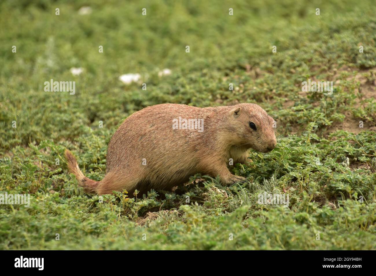 Cute close up look at a prairie dog in green vegetation Stock Photo - Alamy