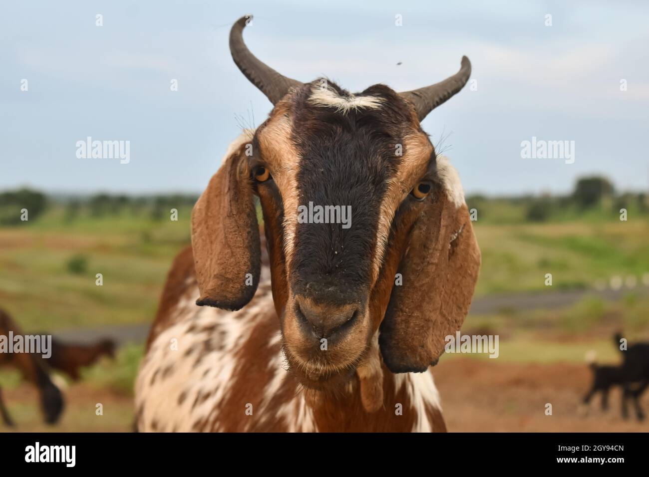 goats look at the camera, Goat with short horns, Brown goat on head and ...
