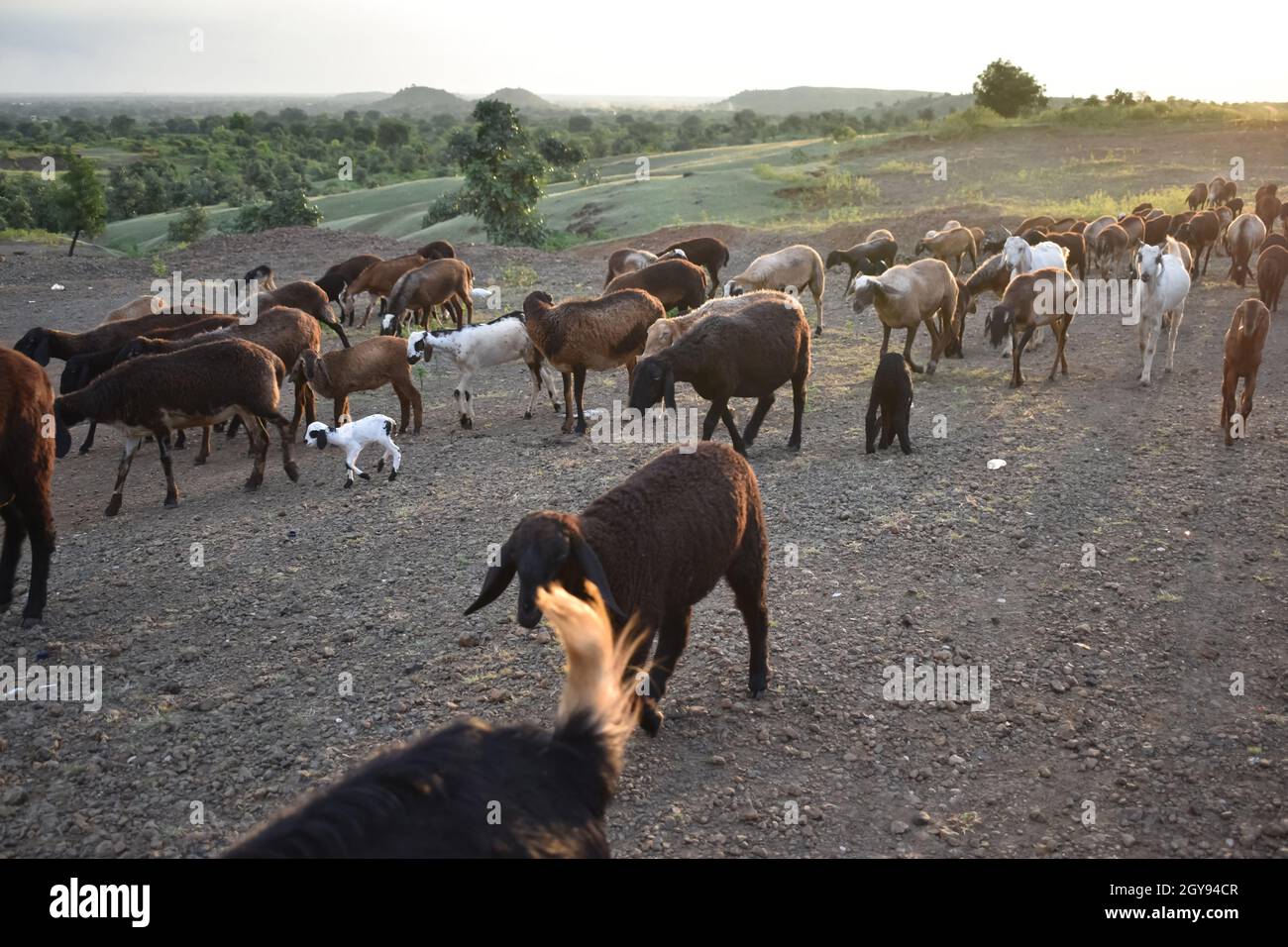 Ram and sheep animalia animals hi-res stock photography and images - Alamy