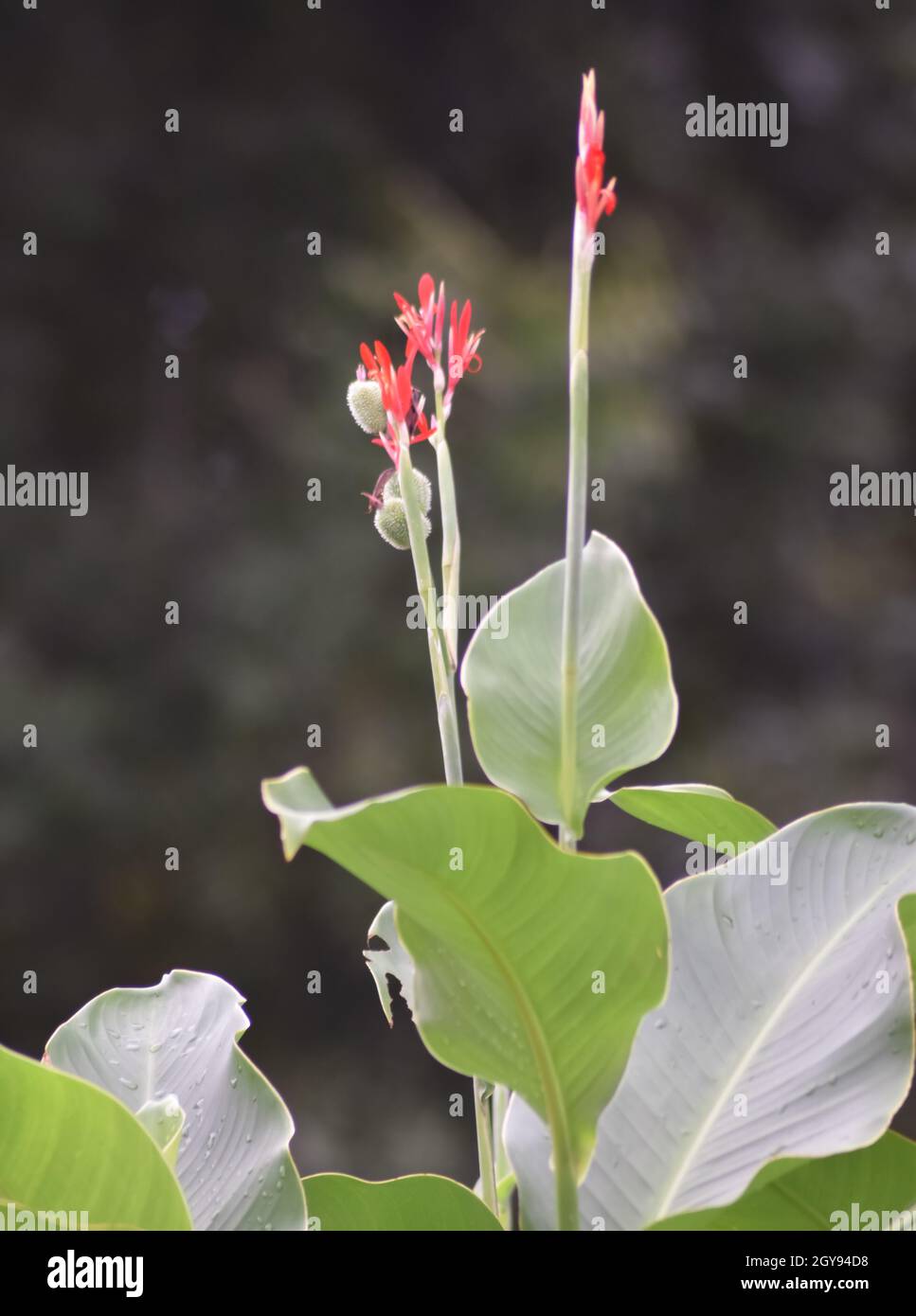 Red flower with big green leaves, Indian shot or African arrowroot ...