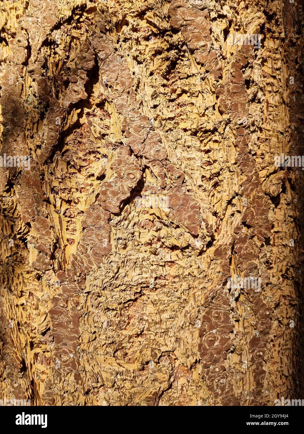 Cross section tree vector hi-res stock photography and images - Alamy