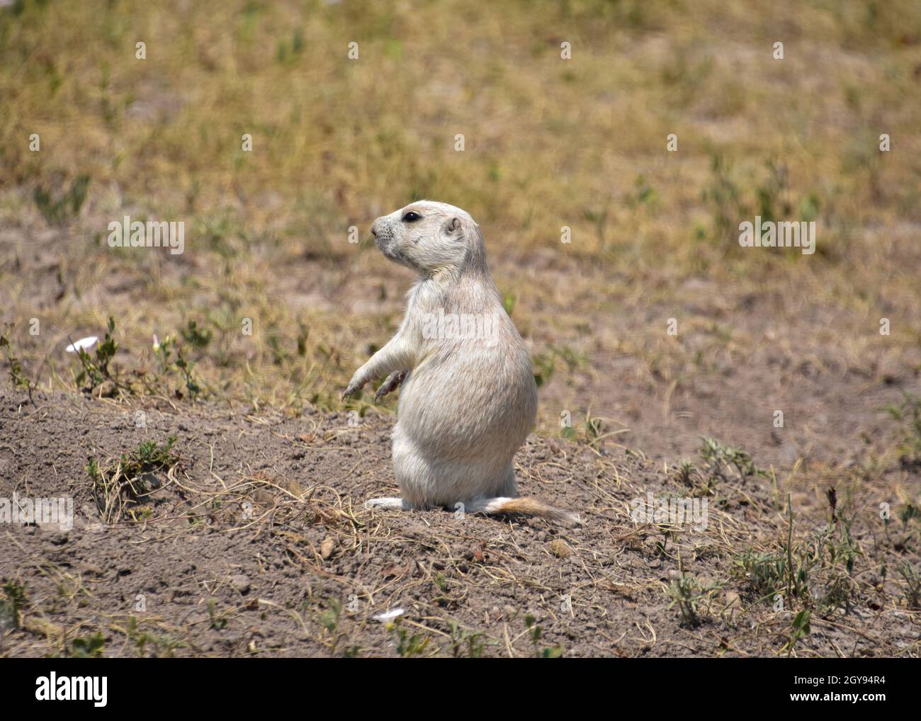 Very cute prairie dog standing up on his hind legs on the prairie Stock ...