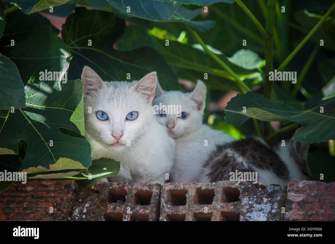 Blue eyes cats resting over brick wall under fig tree shadow. Mother and babies Stock Photo - Alamy
