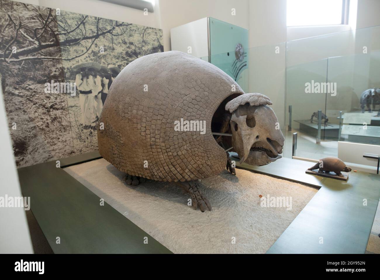 NEW YORK, USA-OCTOBER 15, 2020: A mounted skeleton of an ancient ...