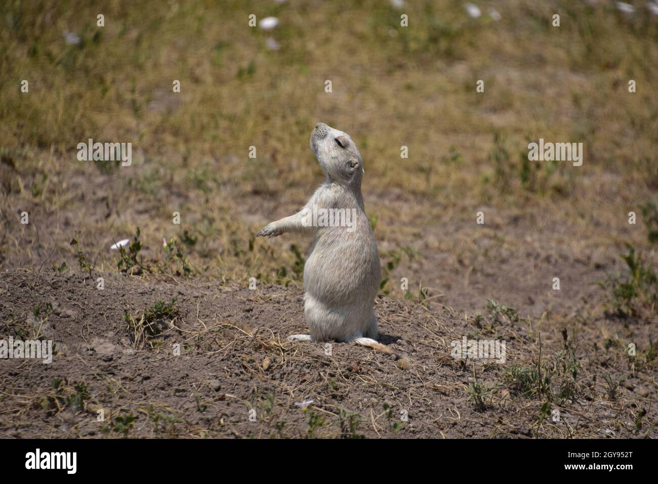 Adorable prairie dog with his nose up in the air on the prairie Stock ...