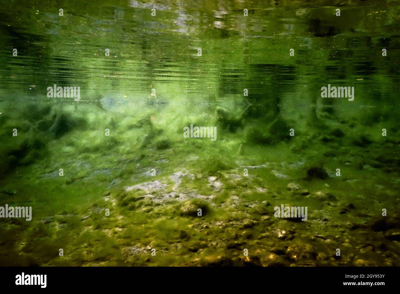 Rocks underwater on riverbed covered with green algae, water quality ...