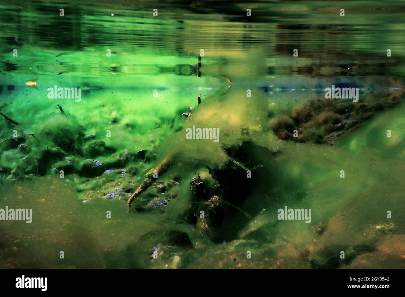 Rocks underwater on riverbed covered with green algae, water quality ...