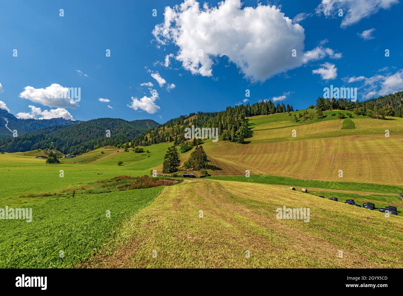 Green meadows and pine woodland in Val di Braiesor Prags Valley, Fanes ...