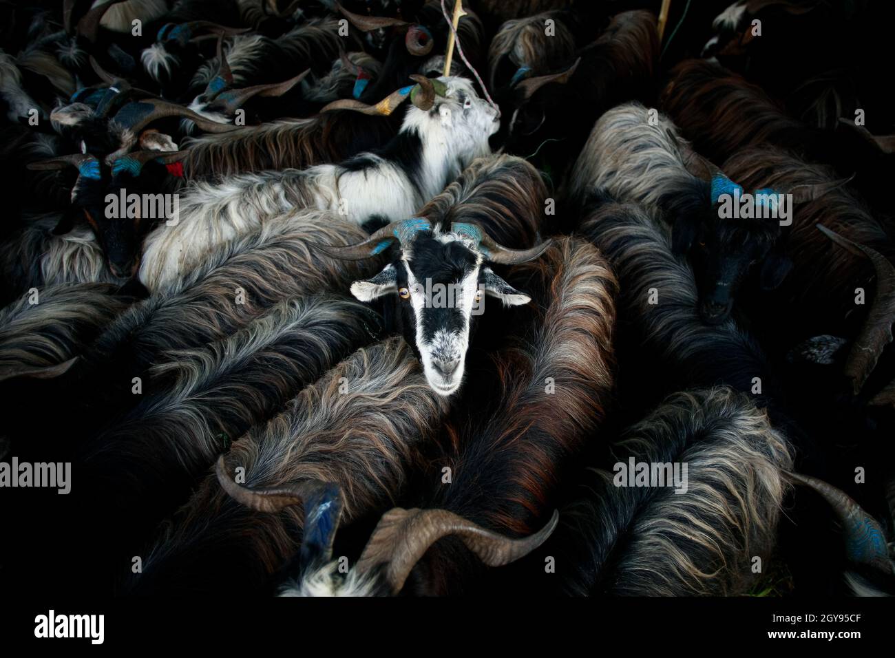 Dashain in nepal hi-res stock photography and images - Alamy