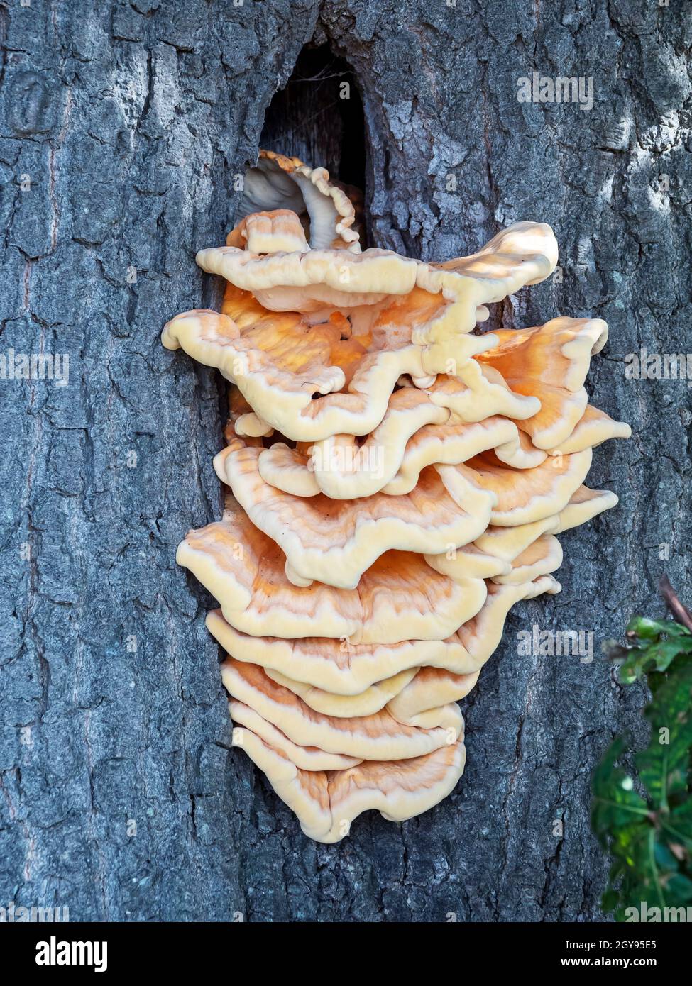 Funghi growing on trunk tree hi-res stock photography and images - Alamy