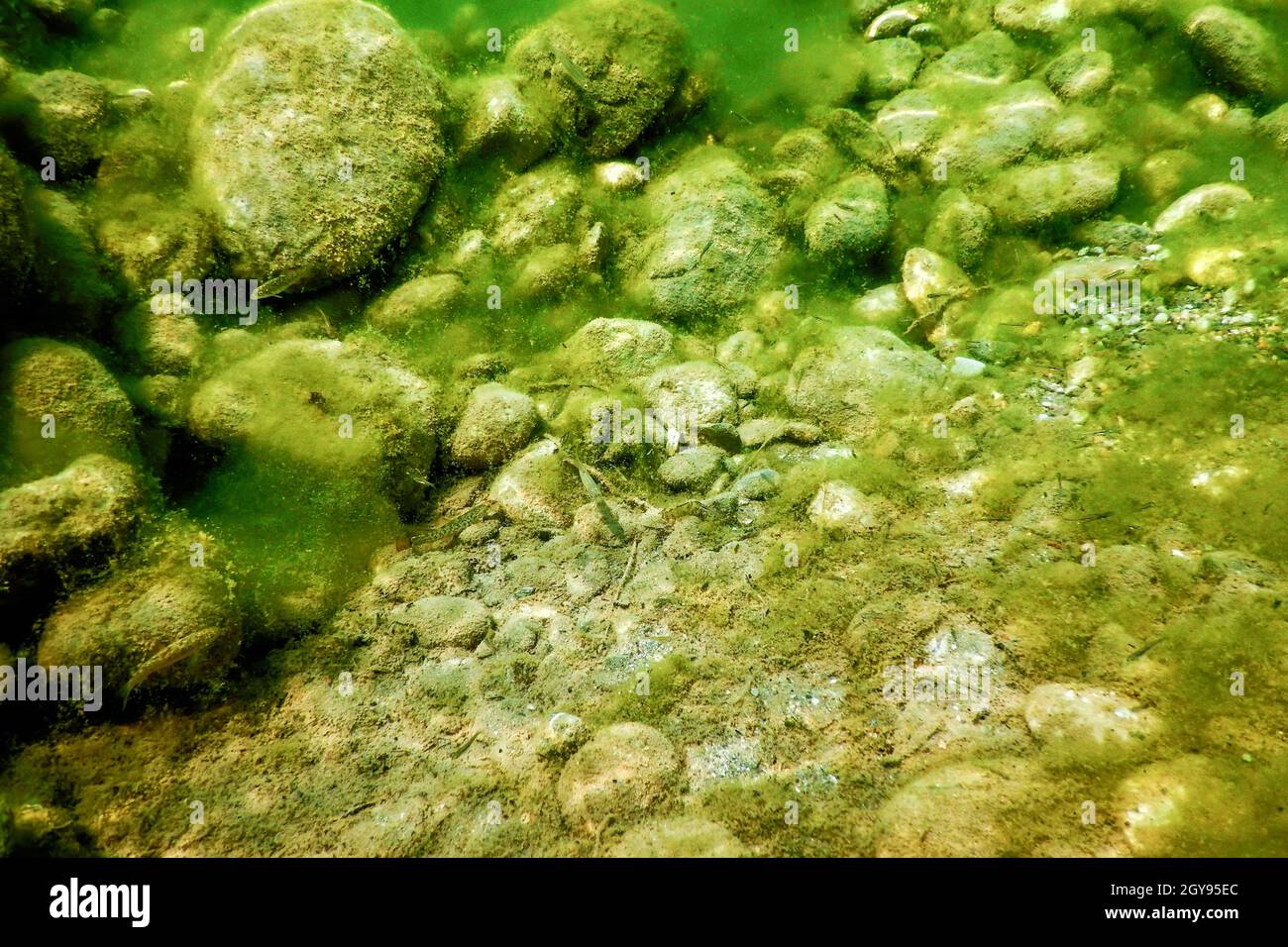 Algae On Rocks Underwater