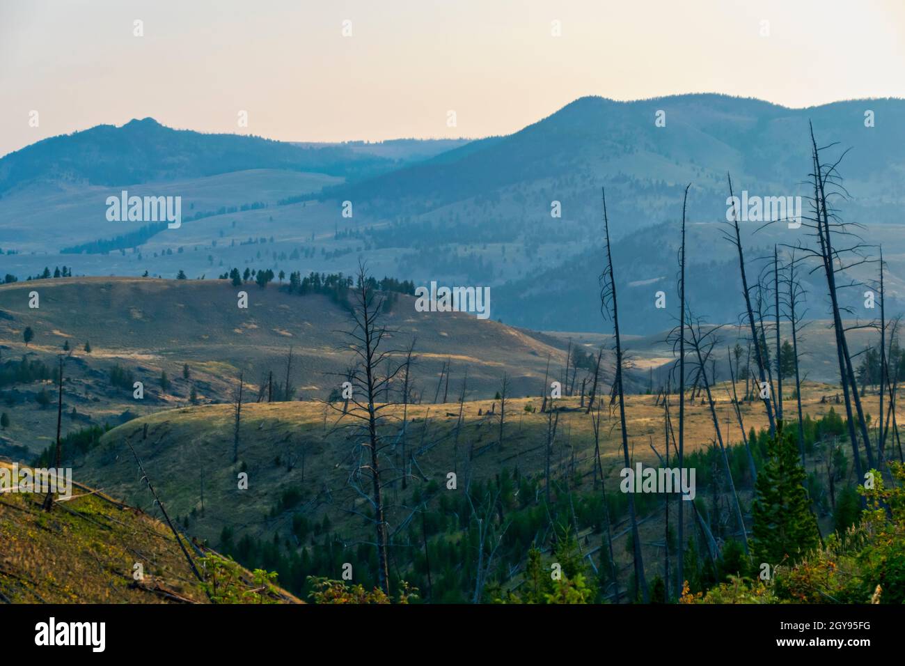 Forest fire damage and regeneration of ecosystem Stock Photo - Alamy