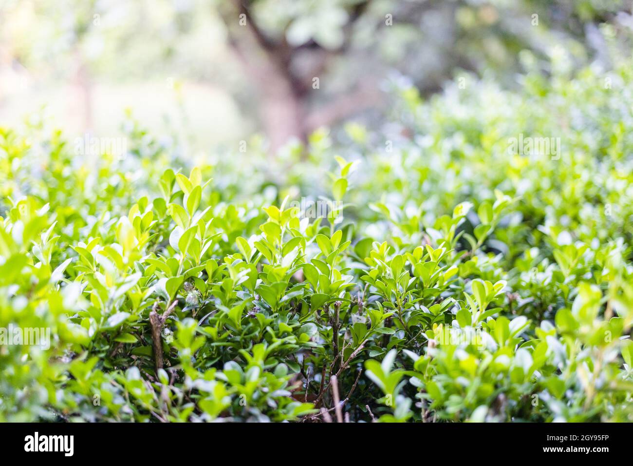 green leaves on upper surface of boxwood hedge close up at rural yard ...