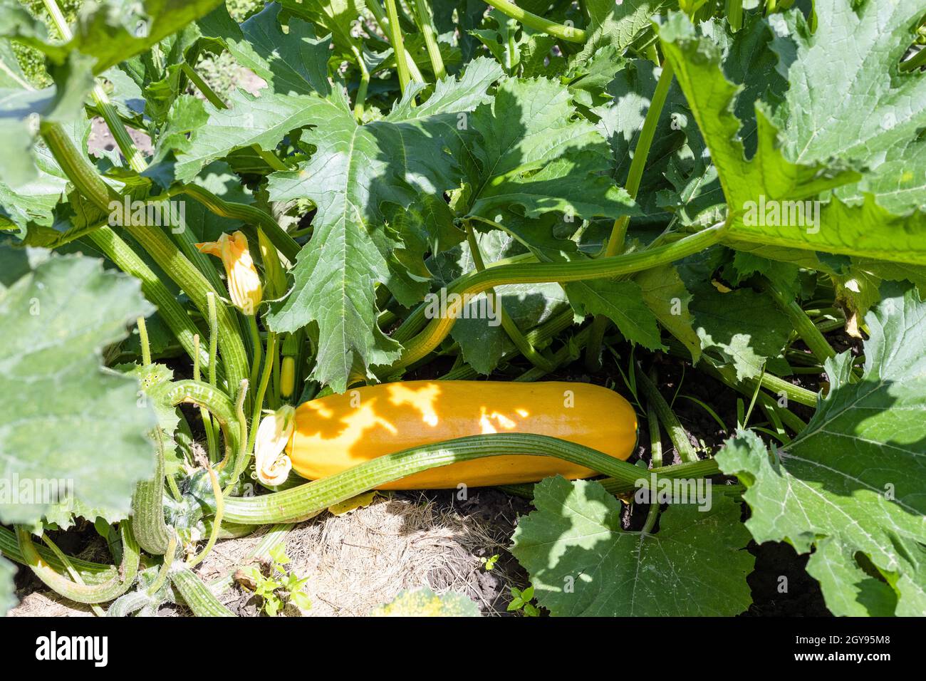 top view of ripe golden zucchini at home garden on sunny summer day ...