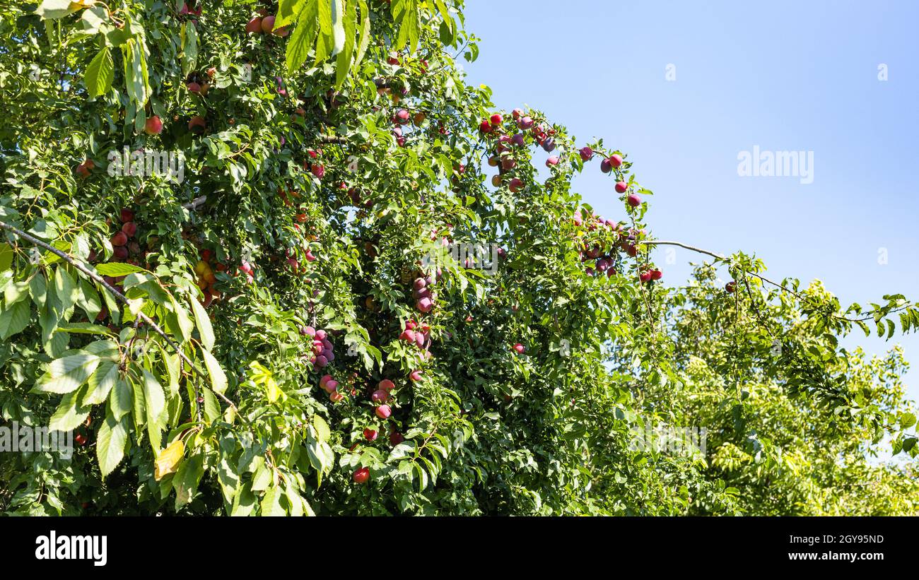 panoramic view of plum tree with ripe fruits at home garden on sunny ...