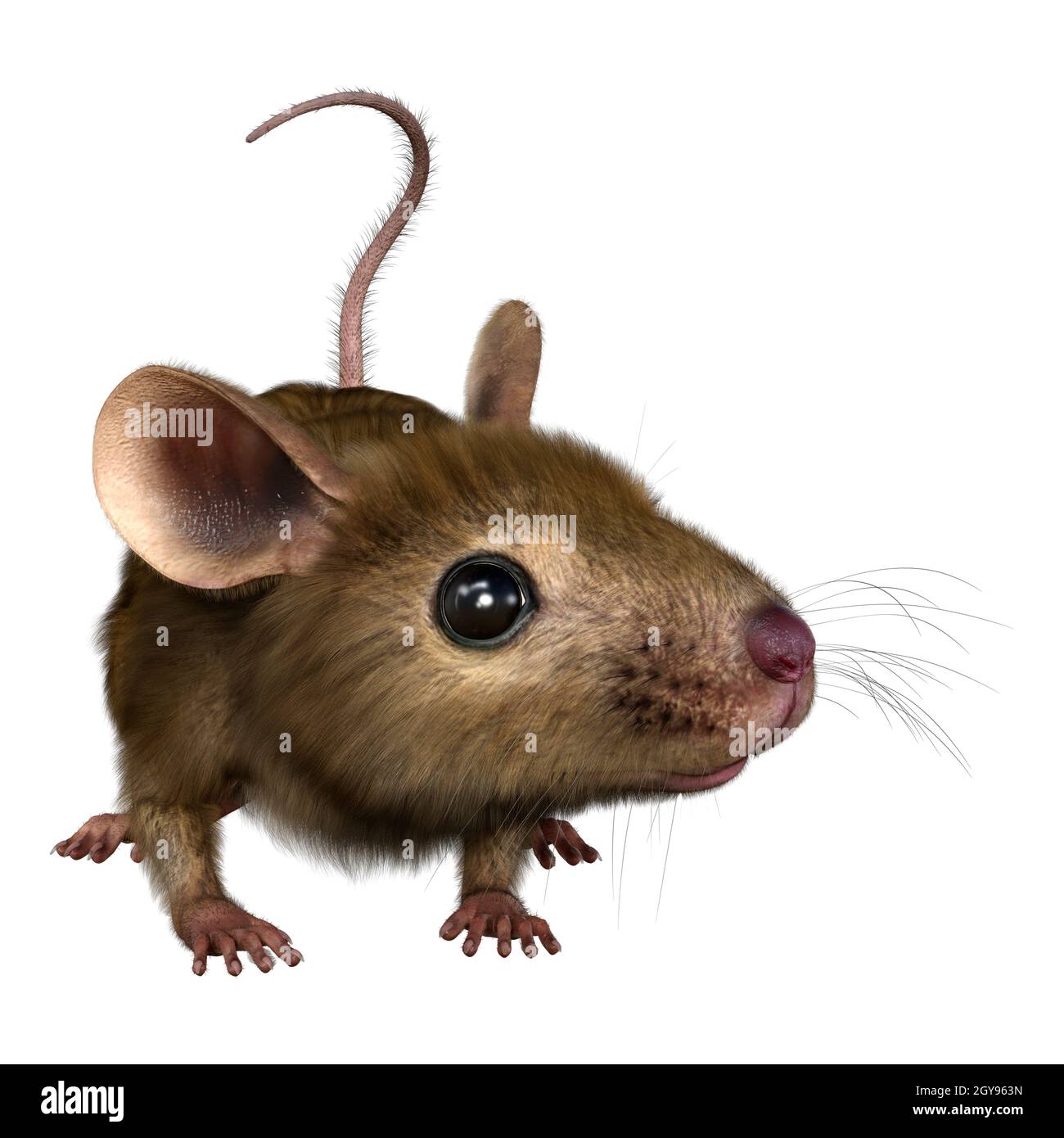 3D rendering of a little house mouse isolated on white background Stock ...