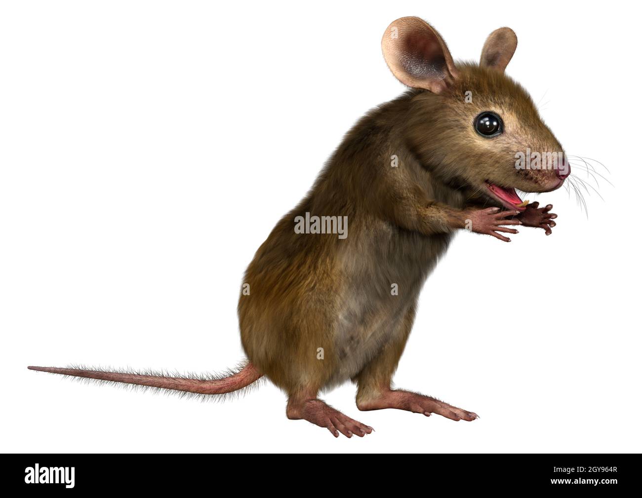 3D rendering of a little house mouse isolated on white background Stock ...