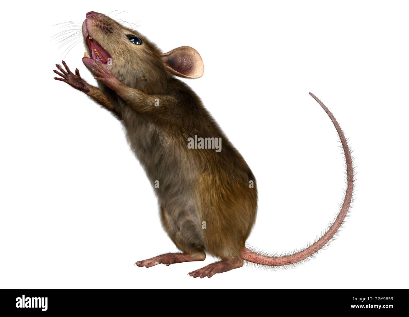 3D rendering of a little house mouse isolated on white background Stock ...