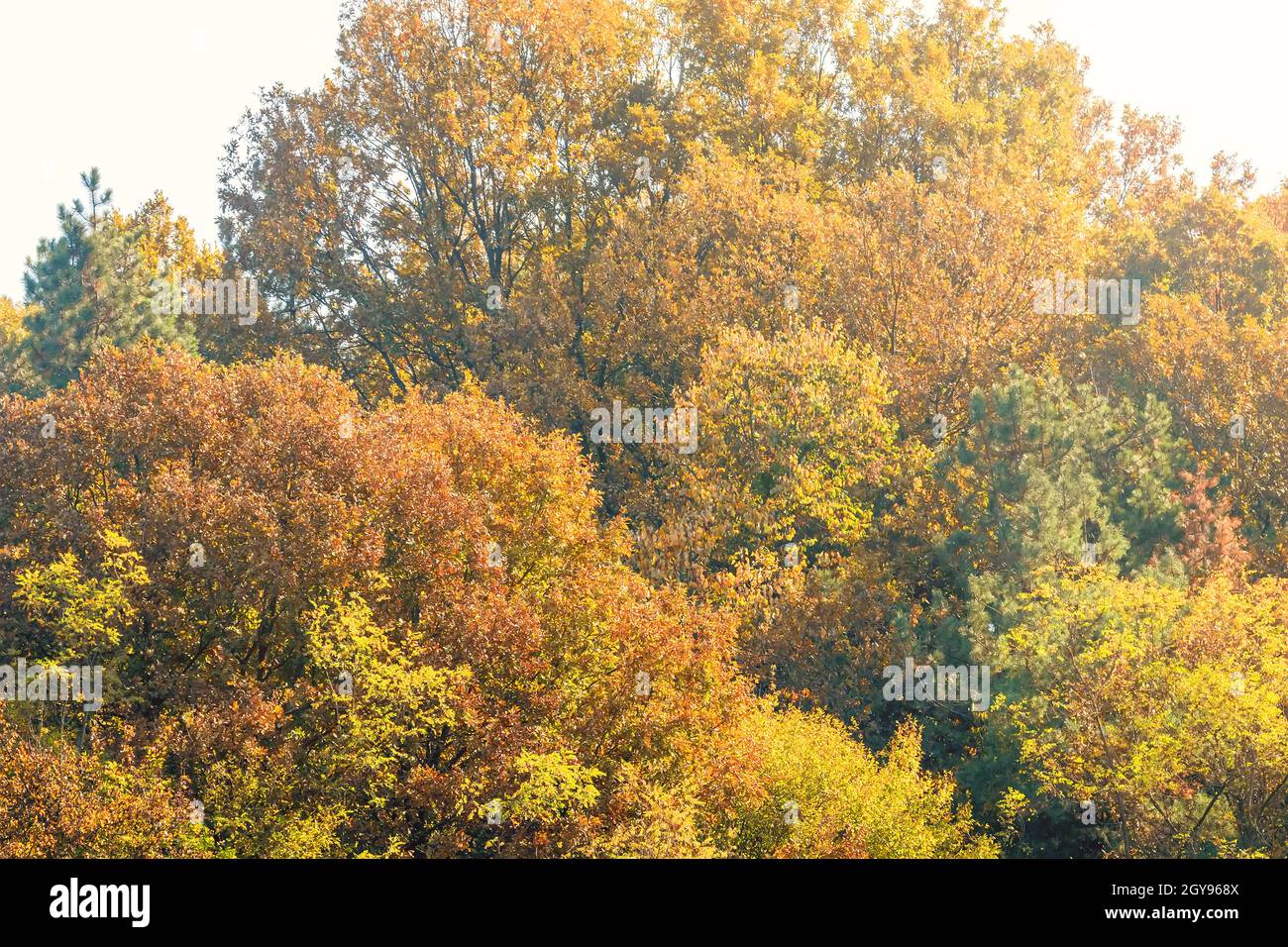 Autumn Forest Colorful Trees and Leafs, Background Autumn Trees, Autumn ...