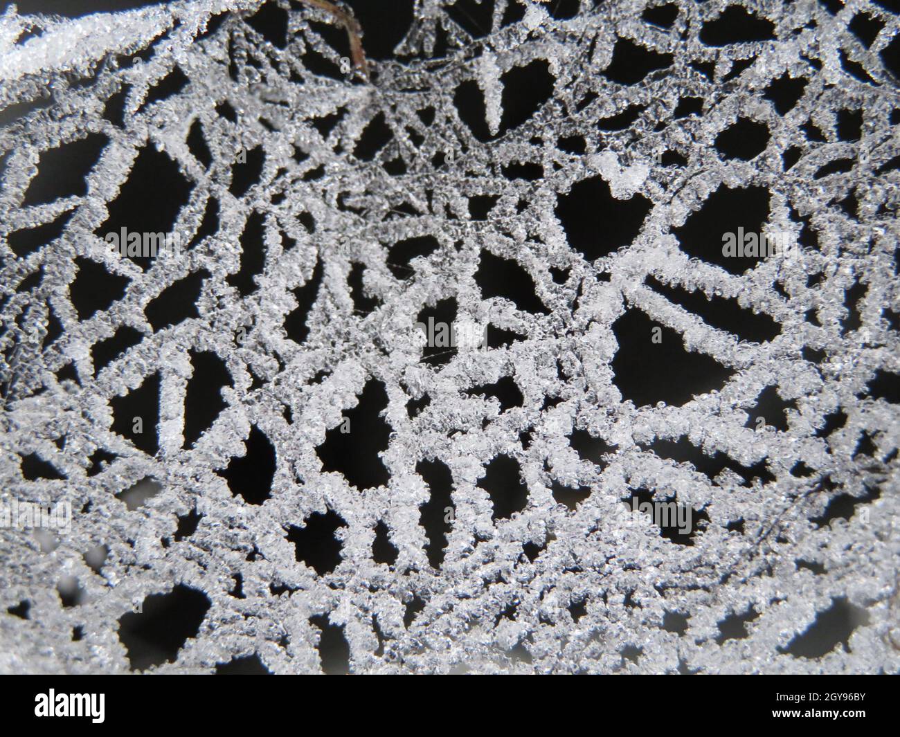 beautiful spider web frozen by an intense cold Stock Photo - Alamy
