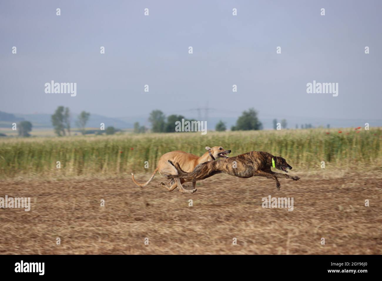 Spanish greyhound dog race hare hunting speed delivers passion Stock ...