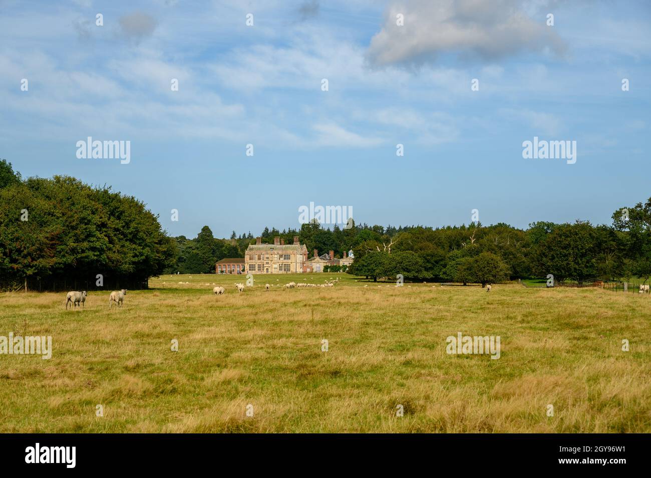 View to Felbrigg Hall in the distance over fields of pasture with sheep ...