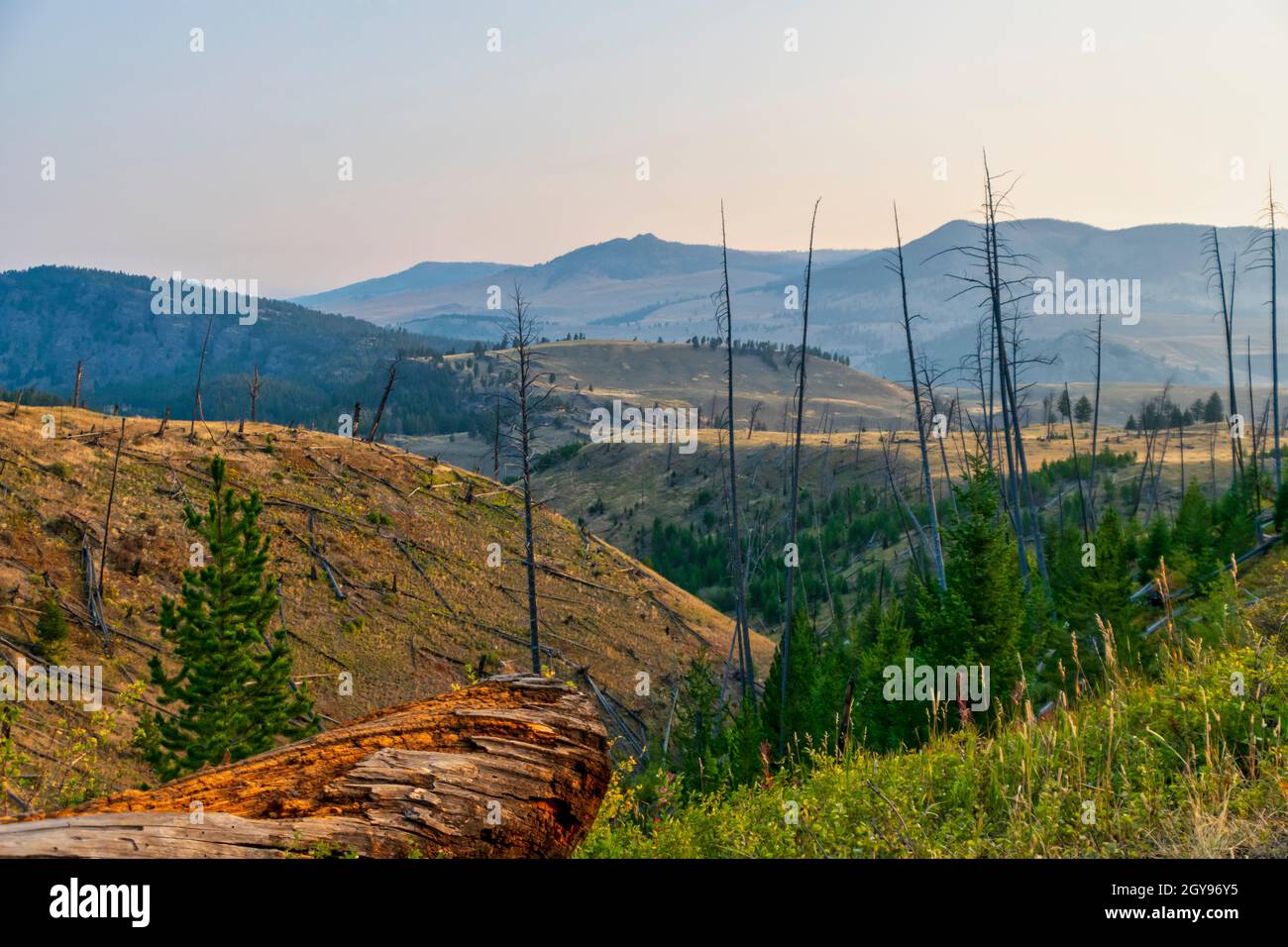 Forest fire damage and regeneration of ecosystem Stock Photo - Alamy