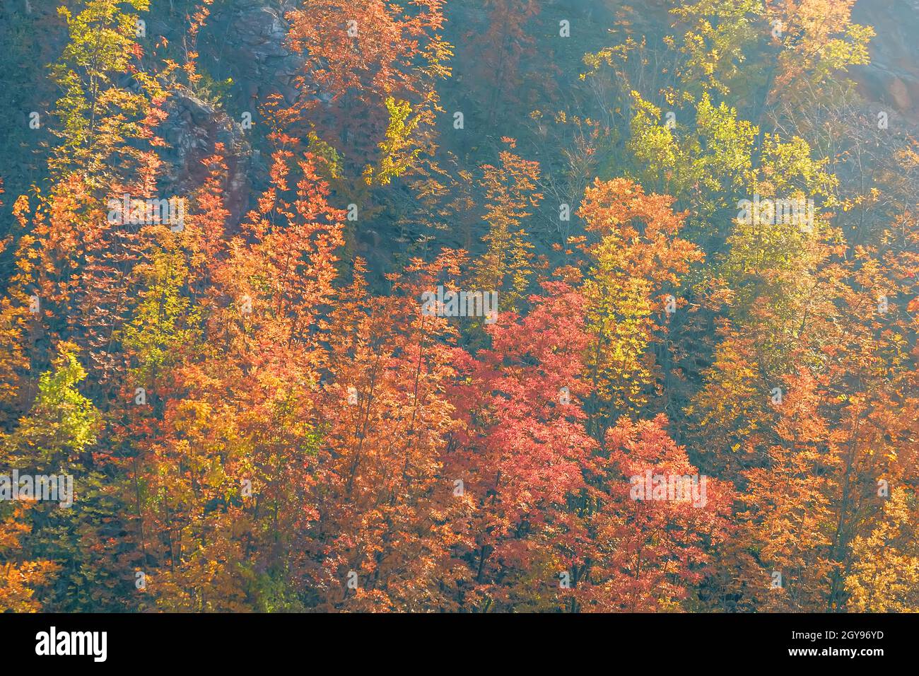 Autumn Forest Colorful Trees and Leafs, Background Autumn Trees, Autumn ...