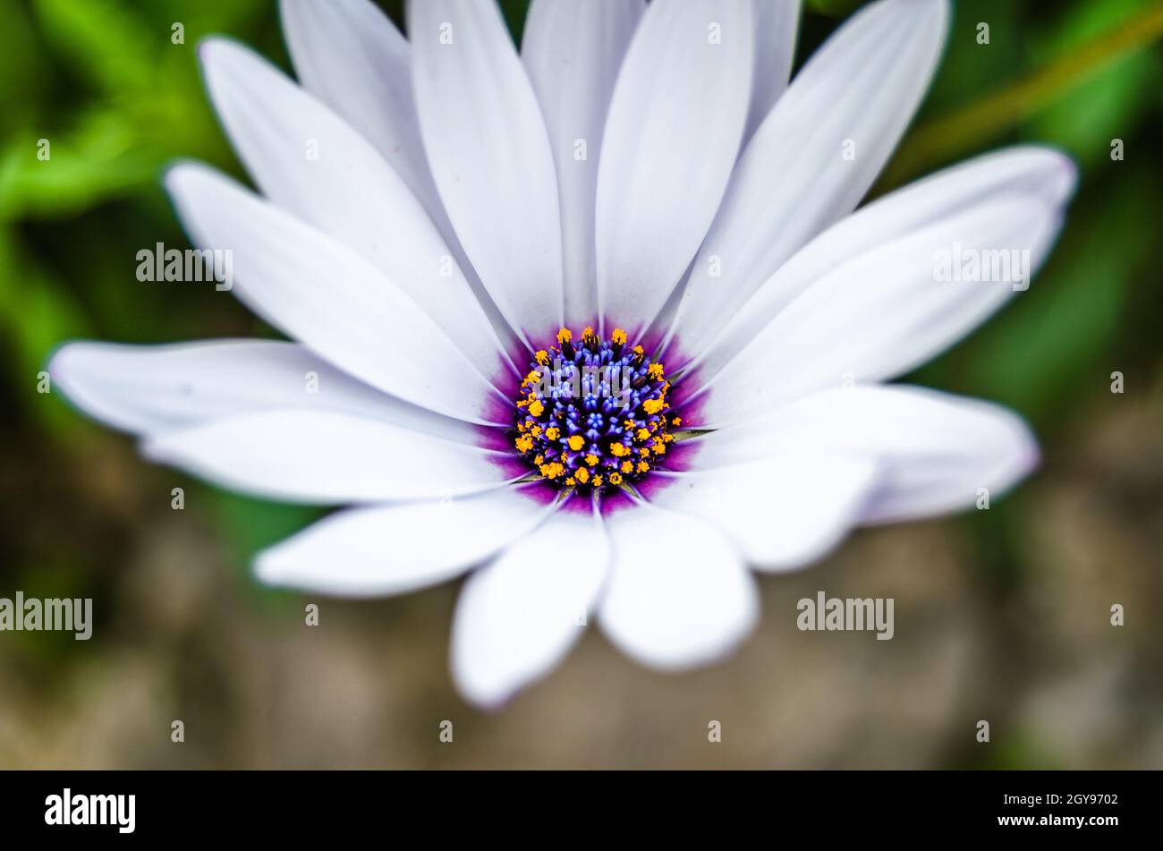 Detail of a Cape marguerite (Dimorphotheca ecklonis) flower Stock Photo ...