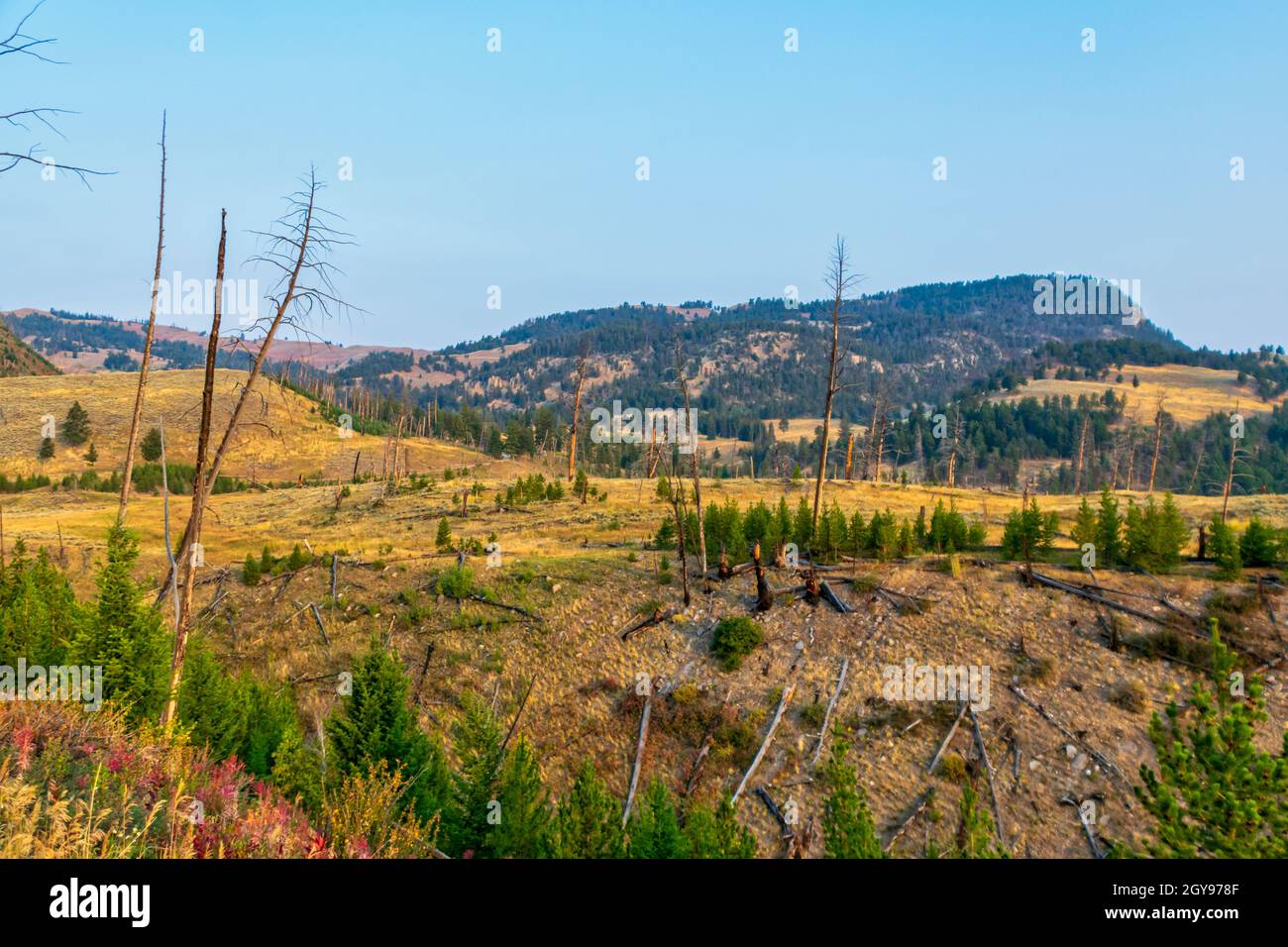 Forest fire damage and regeneration of ecosystem Stock Photo - Alamy