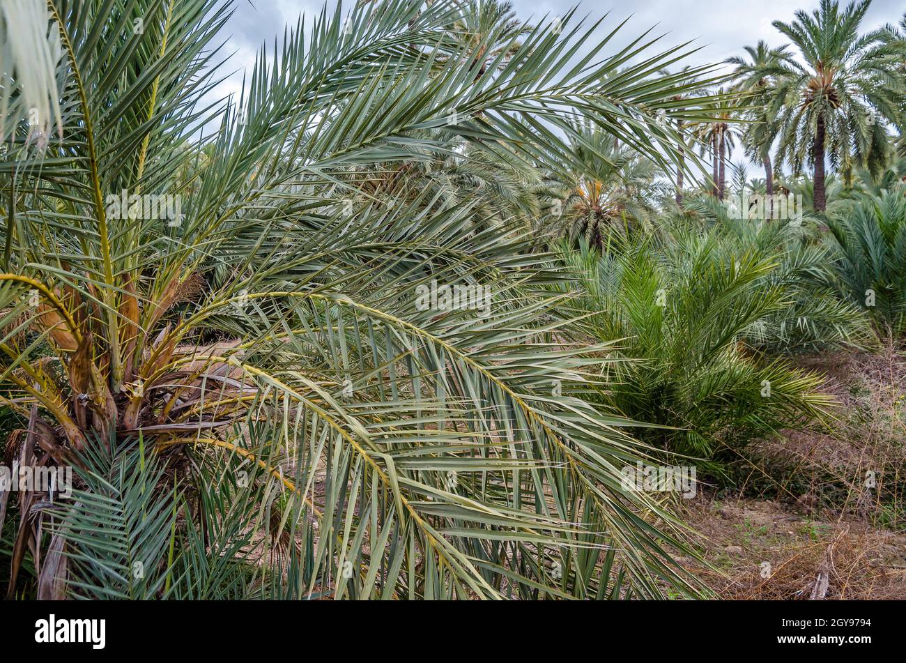 Detail of a date palm tree, natural background Stock Photo - Alamy