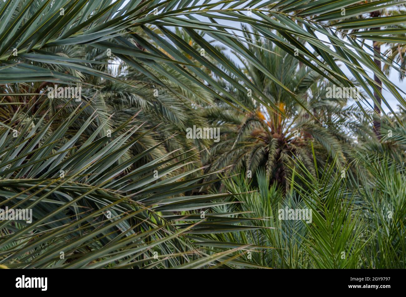 Detail of a date palm tree, natural background Stock Photo - Alamy