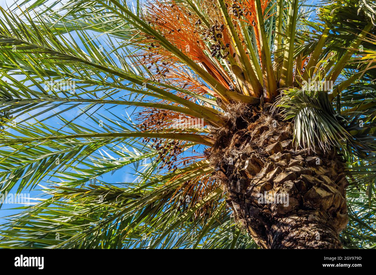 Detail of a date palm tree, natural background Stock Photo - Alamy