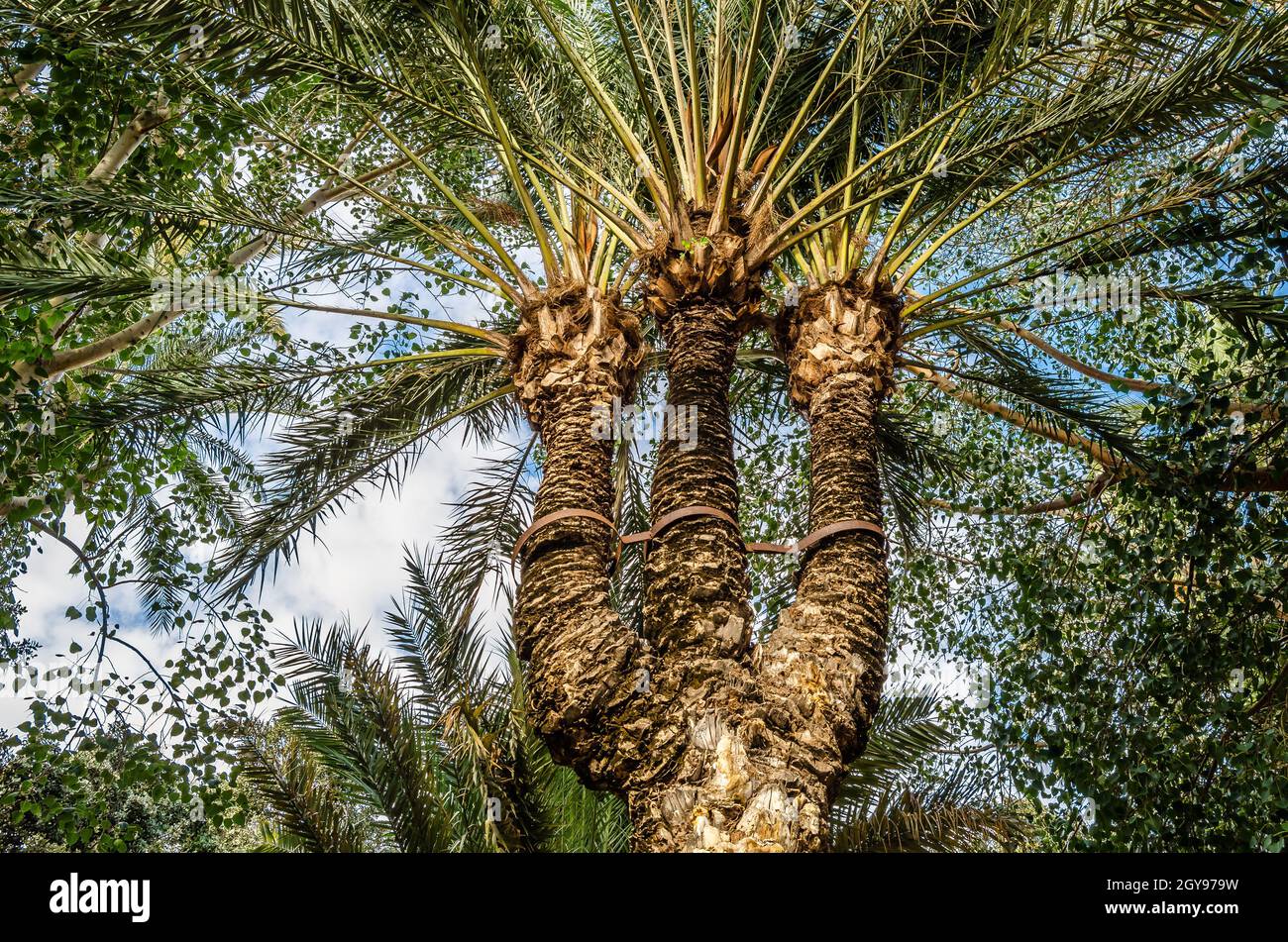 Detail of a date palm tree, natural background Stock Photo - Alamy