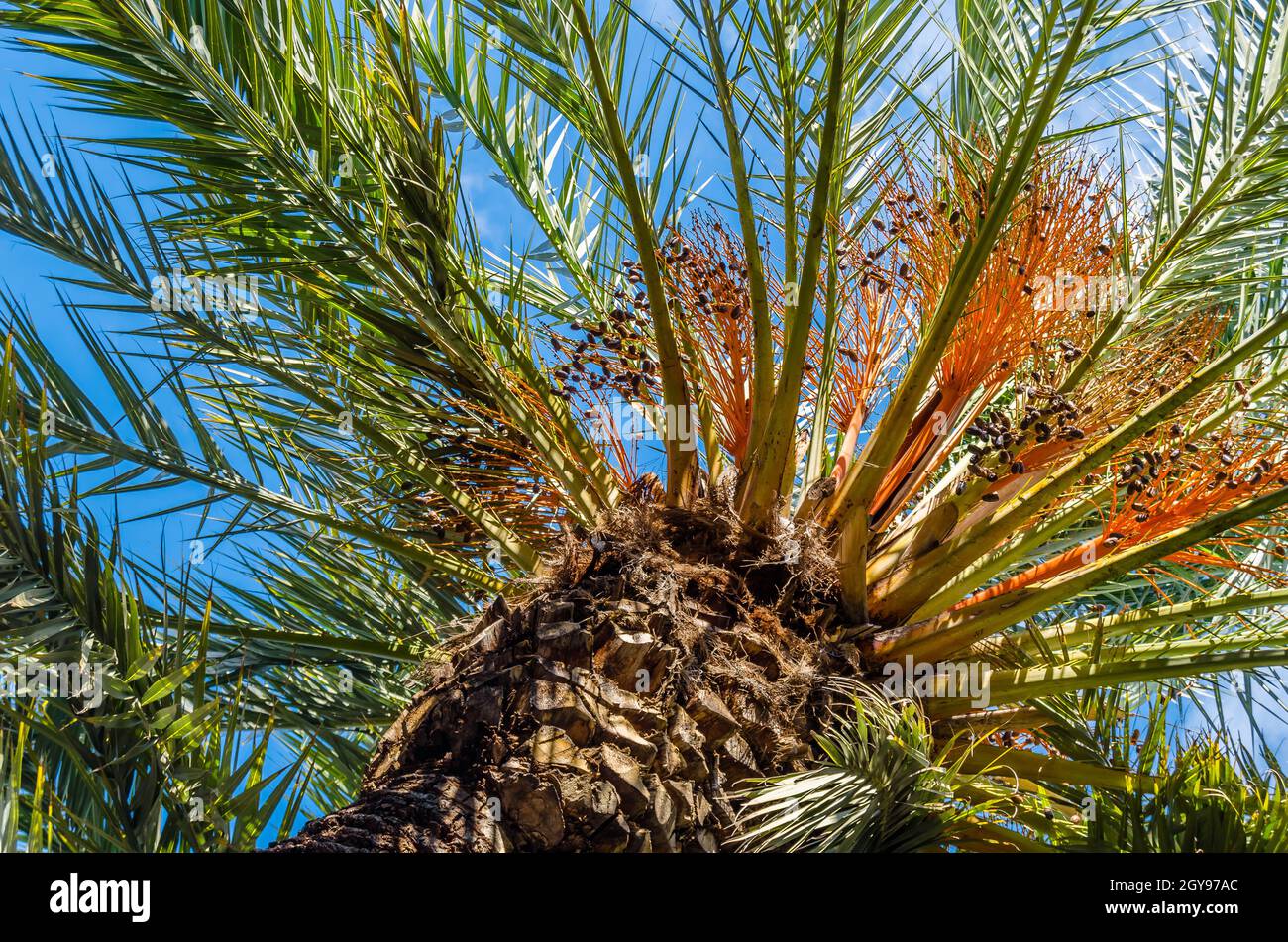 Detail of a date palm tree, natural background Stock Photo - Alamy