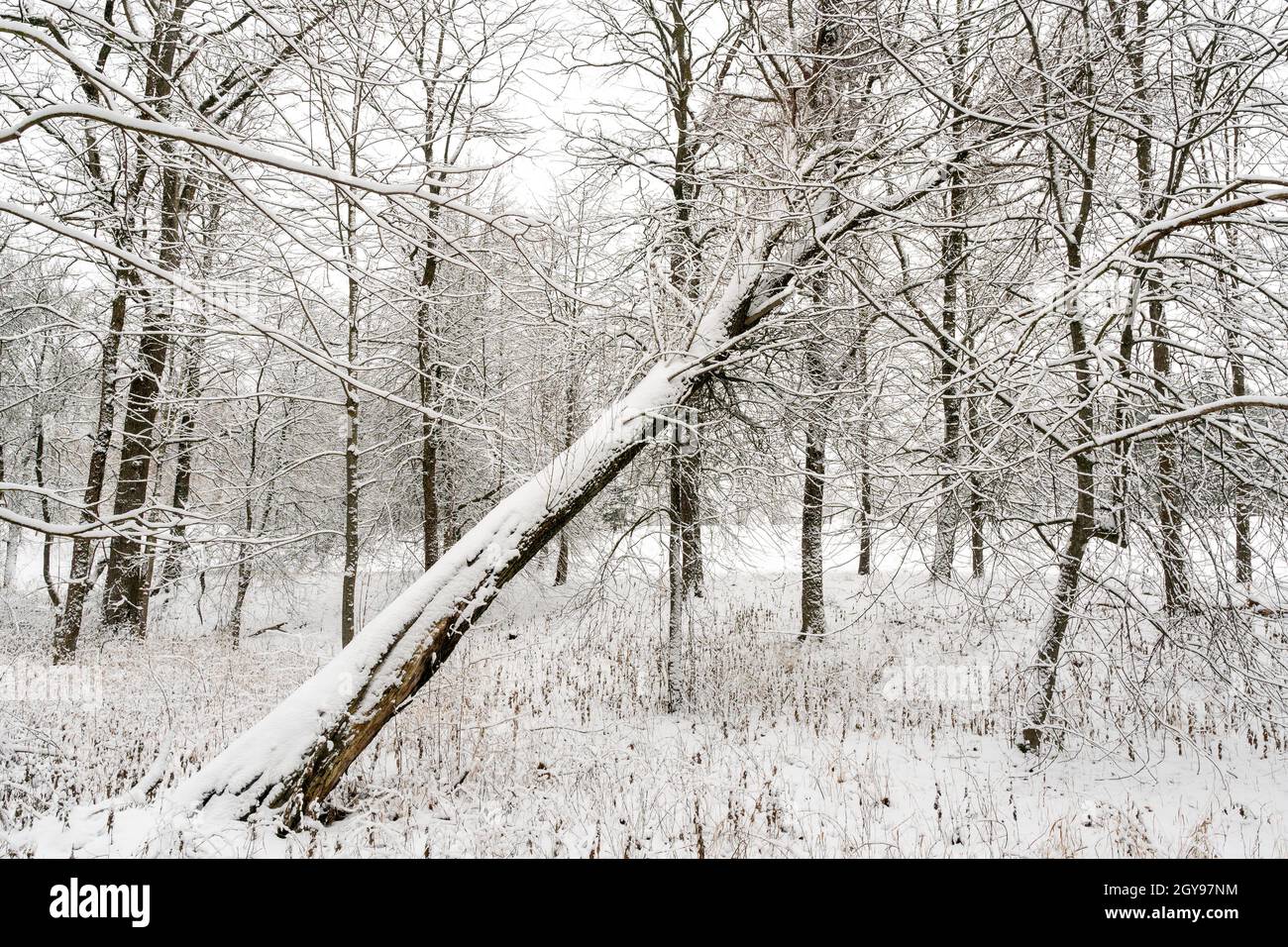 Fallen tree in the snow in the forest. Broken down tree on the severity ...