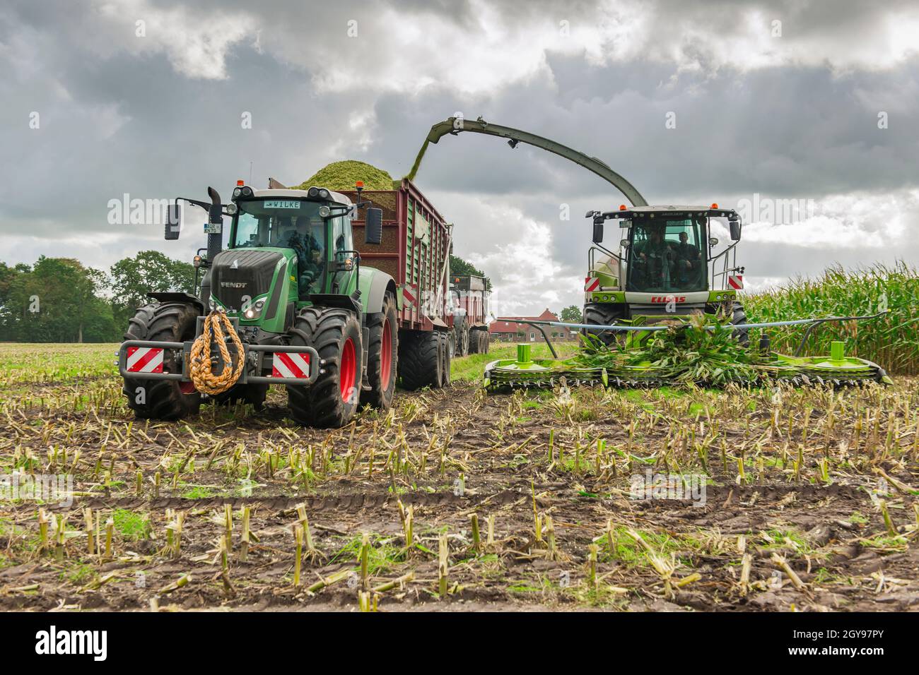 Frontal view of a maize harvesting team consisting of a forage ...