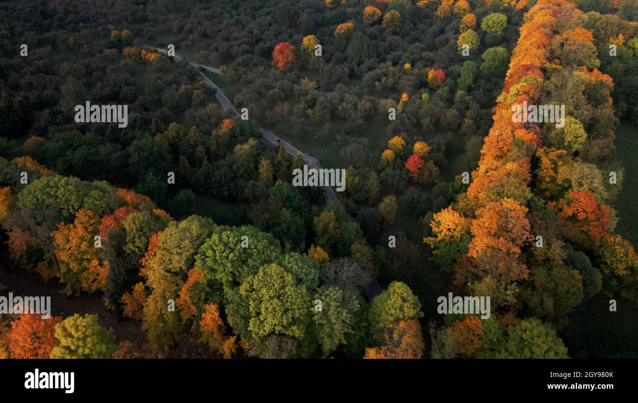 Flight over the autumn park. Trees with yellow autumn leaves are ...