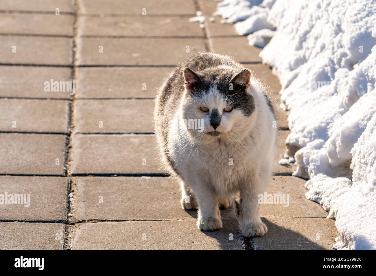 Fat cat walks outside in winter alone Stock Photo - Alamy