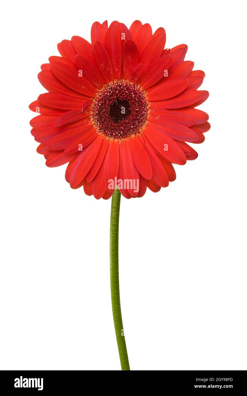 Red gerbera with stem isolated on a white background Stock Photo - Alamy