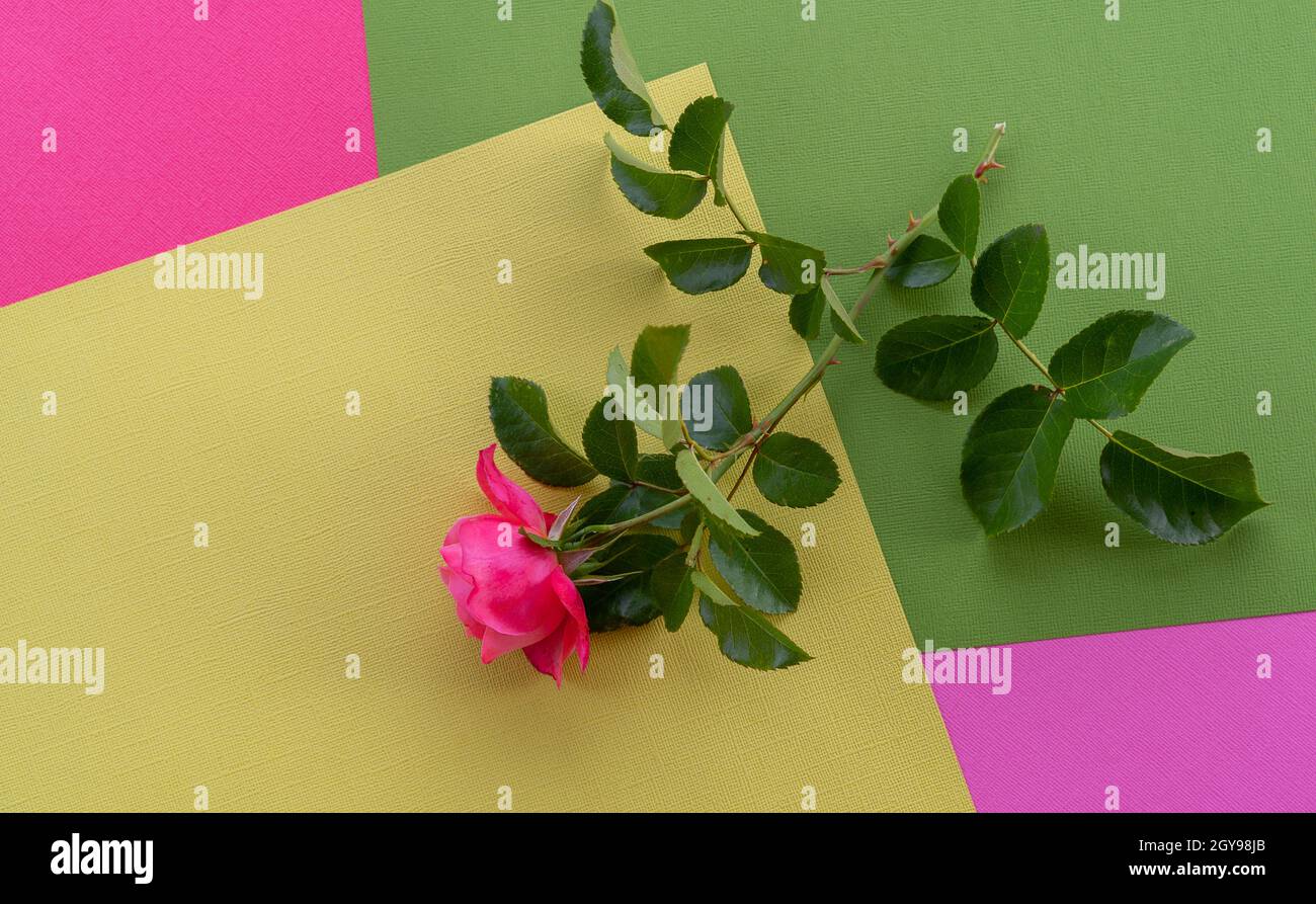 Pink rose color palette hi-res stock photography and images - Alamy