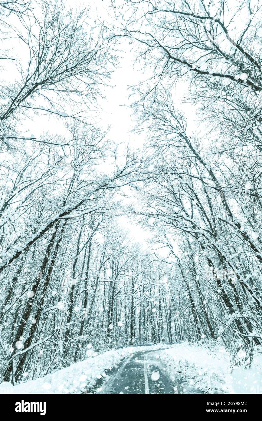Winter forest snow road. Forest road winter snow view Stock Photo - Alamy